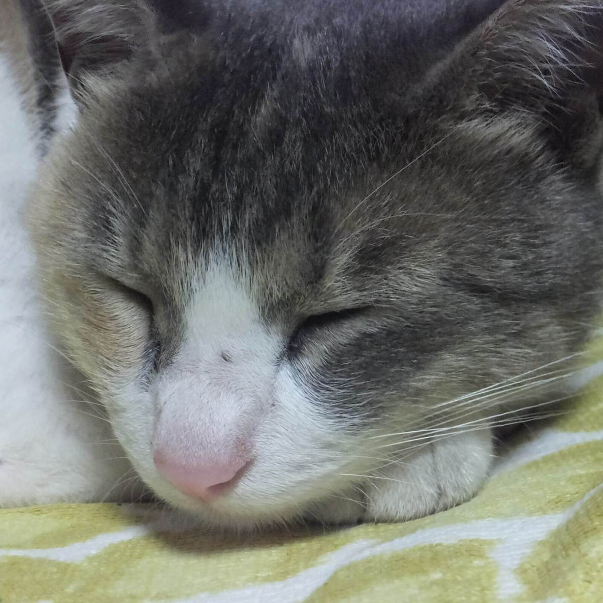 おケイさんのシャーマンを、トランペッターのミニスケプラモで作ります！ | nippper: ニッパーを握るすべての人と、モケイの楽しさをシェアするサイト