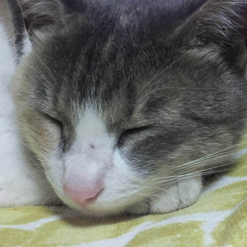 おケイさんのシャーマンを、トランペッターのミニスケプラモで作ります！ | nippper: ニッパーを握るすべての人と、モケイの楽しさをシェアするサイト