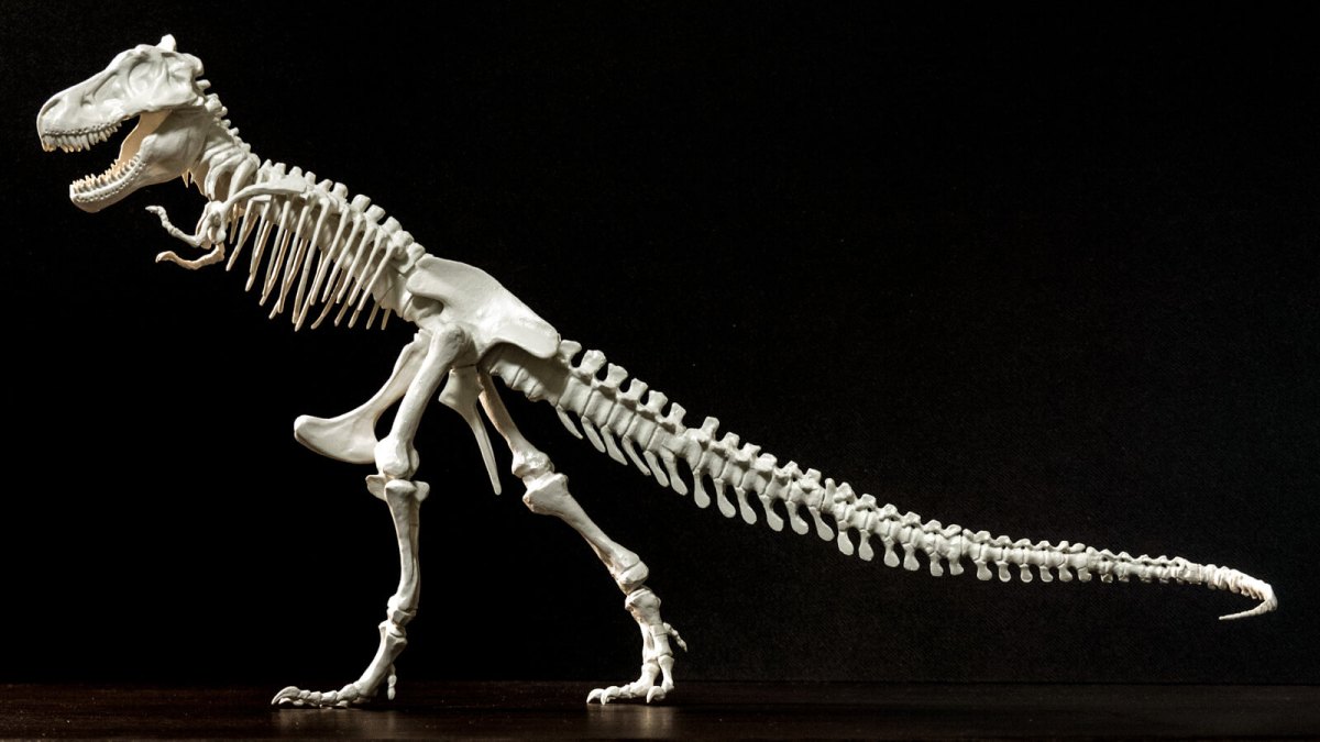 キミも「最古の恐竜プラモデル」をかじろう！ グレンコモデルの1/25 ティラノサウルス骨格 | nippper: ニッパーを握るすべての人と、プラモデルの楽しさをシェアするサイト